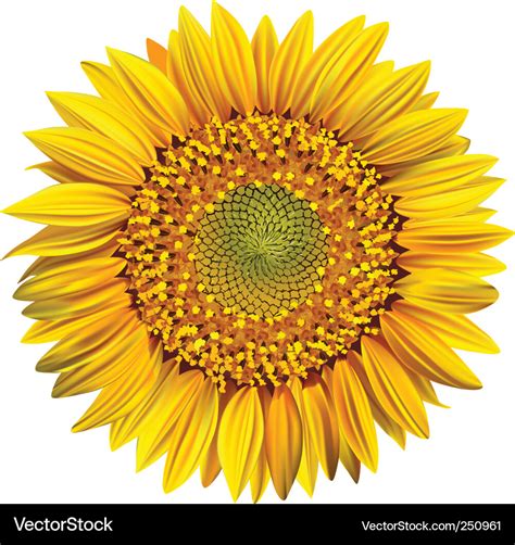 Sunflower Royalty Free Vector Image VectorStock