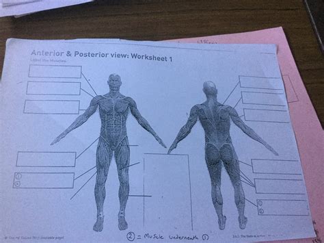 Health Human Body Systems Diagram Quizlet