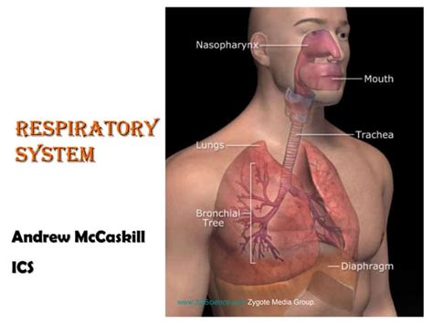 Grade 8 Respiratory System Ppt