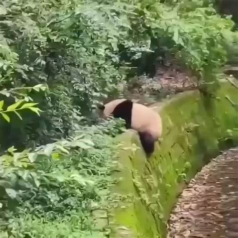 pandas being clumsy r looneytuneslogic