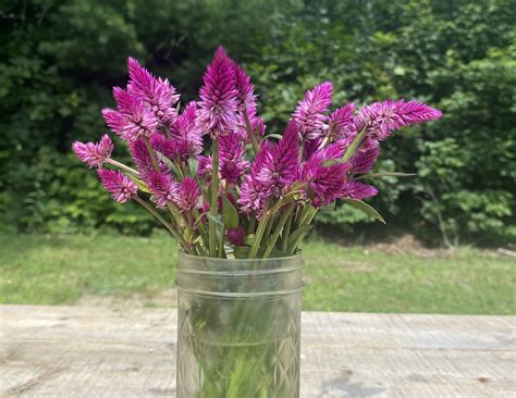 Ruby Parfait Organic Celosia Fedco Seeds