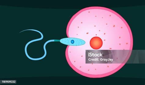 불 임 재생 해부학 계란 세포 구조로 정자 세포 입력 수정 계란은 정자를 만난다 2d 도면 만화 일러스트레이션 난자에 대한 스톡