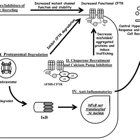 The Major Classes Of Cf Treatments And Their Pathological Consequences Download Scientific Diagram
