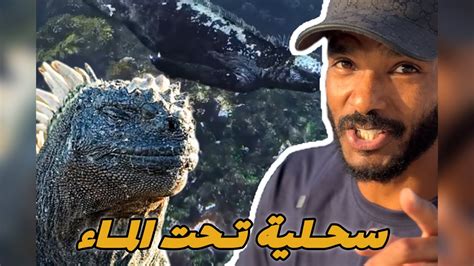 الاجوانا البحرية بدات تظهر تحت الماء 🤯 Youtube