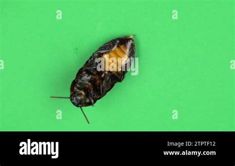 Two Cockroaches Crawling On The Ground Green Screen Stock Video