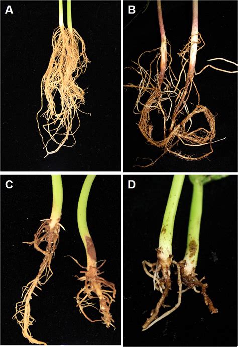 Determining The Soilborne Pathogens Associated With Root Rot Disease