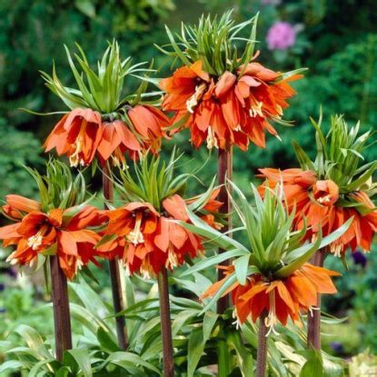 Луковицы фритиллярий купить в Минске в интернет-магазине c доставкой ...