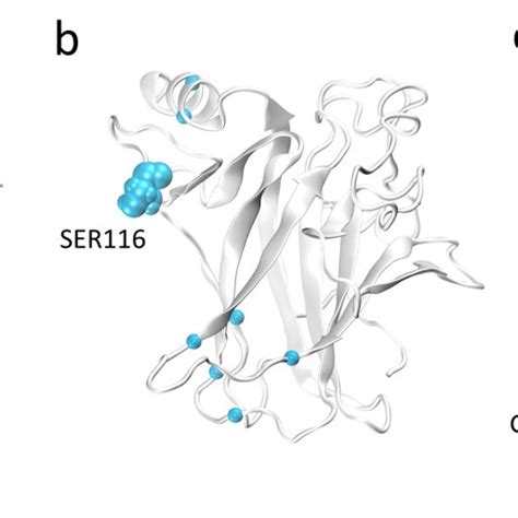 P53 Dna Binding Domain A Monomeric P53 Dna Binding Domain In Complex Download Scientific