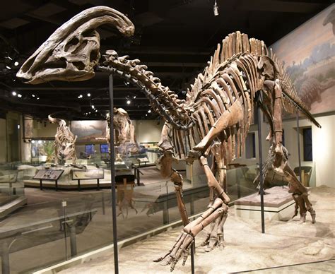 Duckbill Dinosaur Skeleton