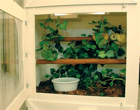 Green Tree Python Information And Care Reptiles Magazine