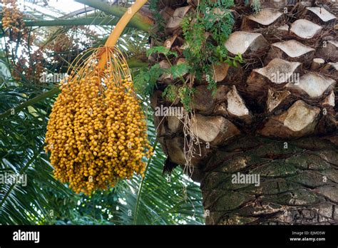 Dangling Cluster Of Fruit Of The Canary Island Date Palm Phoenix