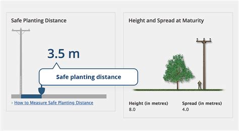Tree Planting And Power Lines