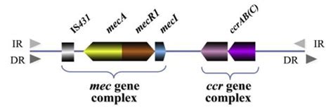 Staphylococcus Aureus An Overview Of Discovery Characteristics Epidemiology Virulence