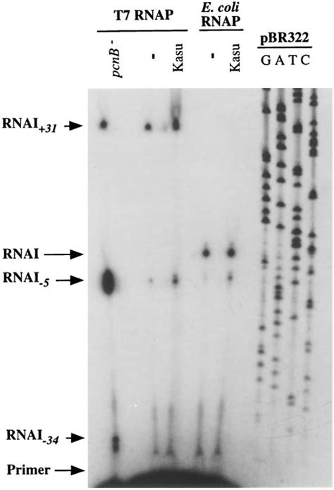 Primer Extension Experiment Showing The Abundance Of Various