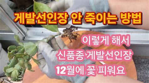 본드로 접목한 신품종게발선인장 꽃피우기 위해 분갈이 해요 Youtube