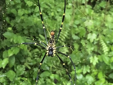 Spider Gawker Haiku The N Tro Verted Yogi