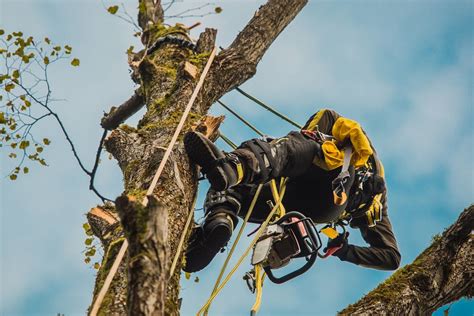 Whole Tree Harvesting DURUM SERVICES INC