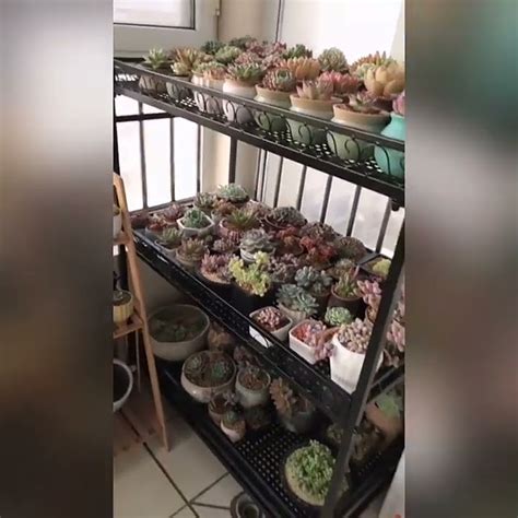 다육이 화분 정리대 아파트 베란다 알뜰장터 이동선반 Youtube