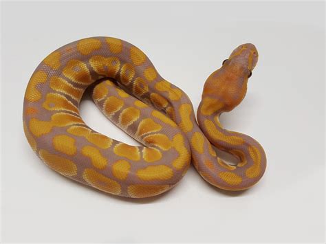 Morph List World Of Ball Pythons