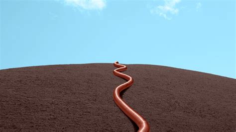 Transesophageal Echocardiogram Tee What To Know About The Procedure