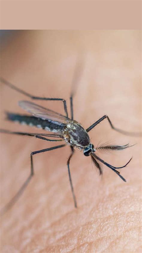 6 Effective Precautions To Take To Prevent Malaria