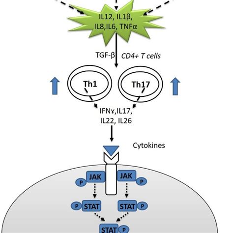 Possible Pathogenic Link Between Jak Stat Pathway And Acne Pathogenesis