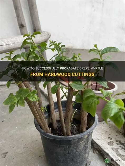 How To Successfully Propagate Crepe Myrtle From Hardwood Cuttings ShunCy
