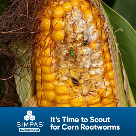 Amvac An American Vanguard Company On Linkedin Its Time To Scout For