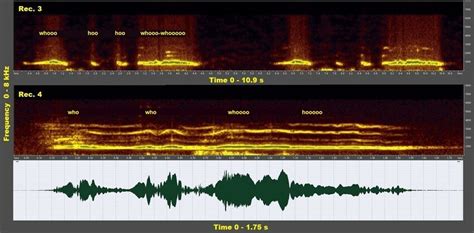 Recording 3 Spectrogram Of Two Complex Male Hooting Sounds S31 And