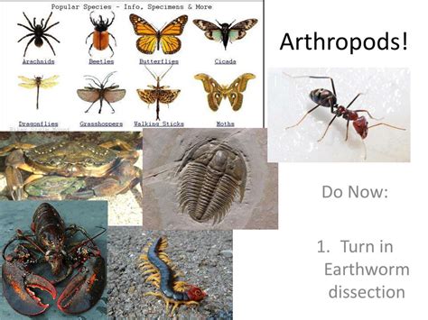 Arthropods Examples