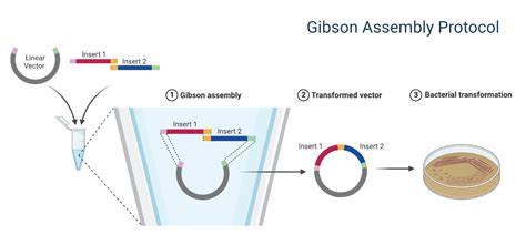Dna Cloning Principle Steps Components Methods Uses