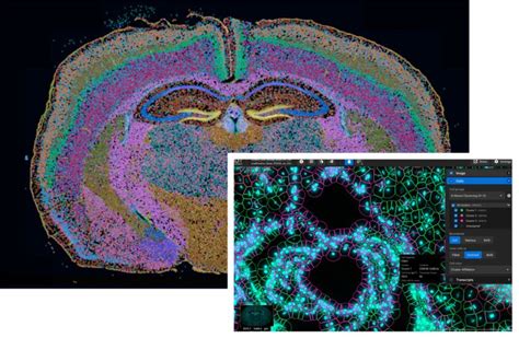 Xenium In Situ High Plex Sequencing By BIA Separations CRO