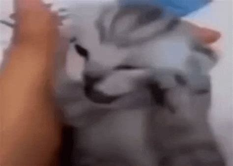 Frustracion Gato Frustrado  Frustracion Gato Frustrado Frustrated