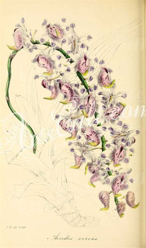 Flowers 27304 Dark Green Leaved Air Plant Aerides Virens Botanical