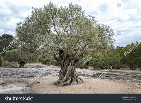 Old Olive Tree In Southern Europe