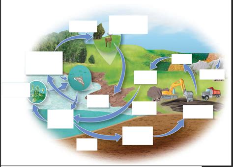 Phosphorus Cycle Diagram Quizlet