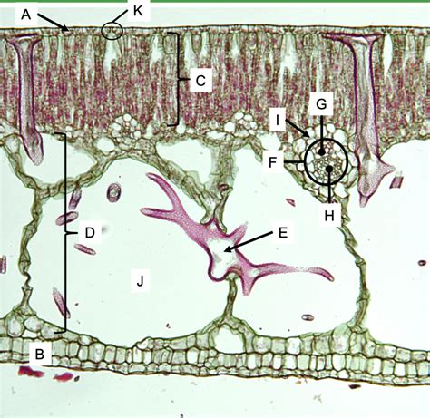 Leaves Dicot Hydrophytic Diagram Quizlet