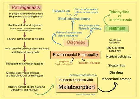 Environmental Enteropathy Pathogenesis Creative Med Doses