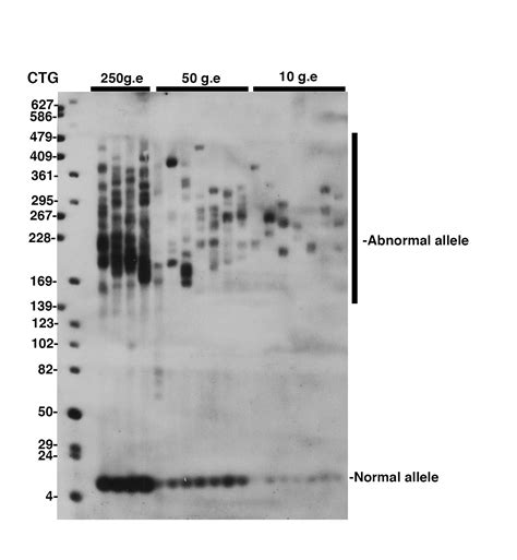 non radioactive detection of trinucleotide repeat size variability