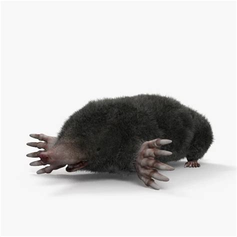 Mole 3d Models Download