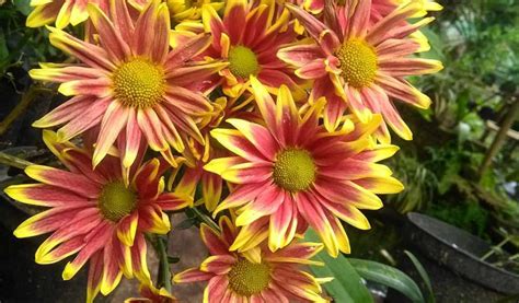 Panduan Lengkap Cara Menanam Bunga Krisan Mudah Dan Lebih Cepat Berbunga Pupuk Organik Gdm