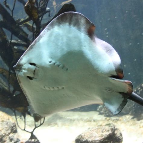 Common Stingray Facts Diet Habitat And Pictures On Animaliabio