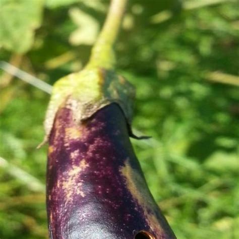 Yolo3 Object Detection Dataset By Yolo