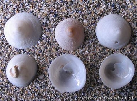 Calyptraea Chinensis Doris