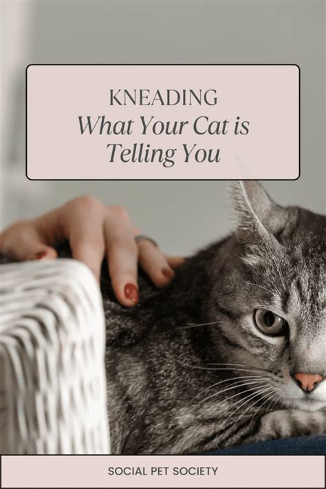 Why Cats Knead With Their Paws Comfort And Affection Explained