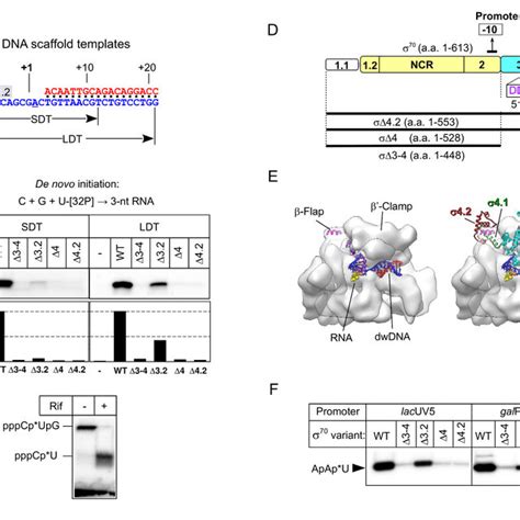 The Sigma Subunit Stimulates De Novo Transcription Initiation On Download Scientific Diagram