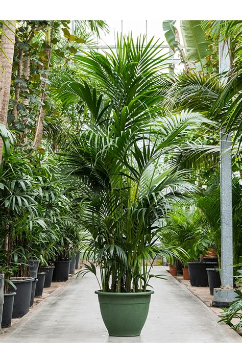 Kentia Howea Forsteriana Snelle Levering Fleurdirect Fleurdirect