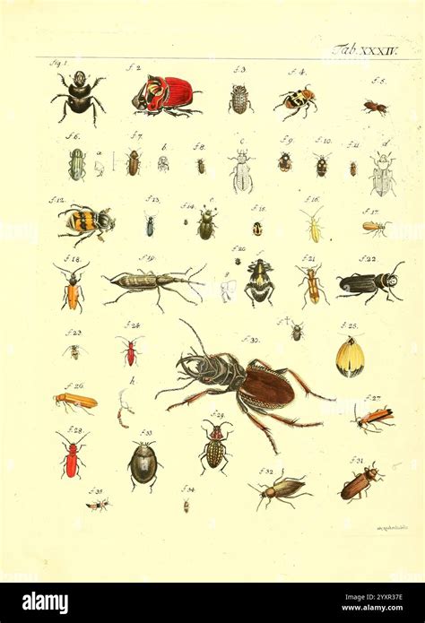 Geographical Distribution Identification Insects Beetles Hi Res Stock