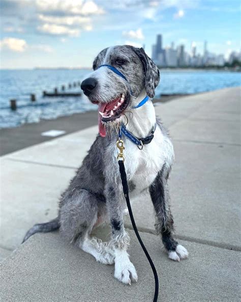 Great Dane Mixes 43 Extra Large Crossbreeds With Pictures