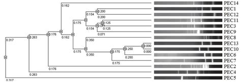 Phylogenetic Analysis Of Esbl Gene Possessing E Coli Strains Isolated Download Scientific